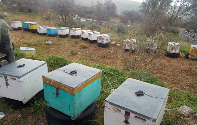 Πρέβεζα: Έκλεψε 30 κυψέλες με μέλισσες και τις έβαλε στα χωράφια του